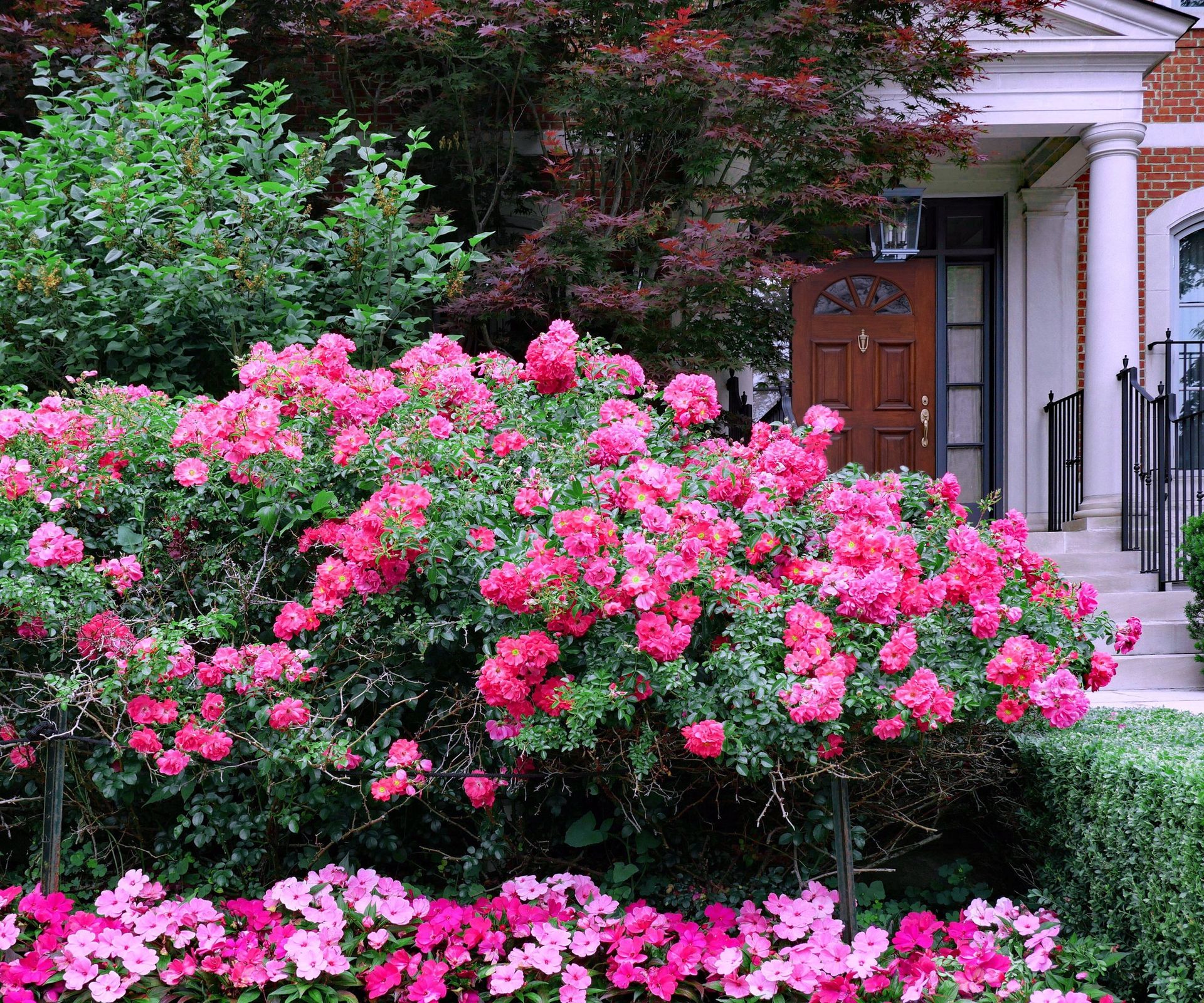 Intruder proof hedge plants: 10 ways to boost home security | Homes and ...