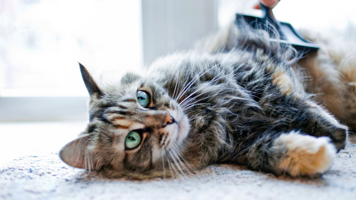 32 ways to bond with your cat | PetsRadar