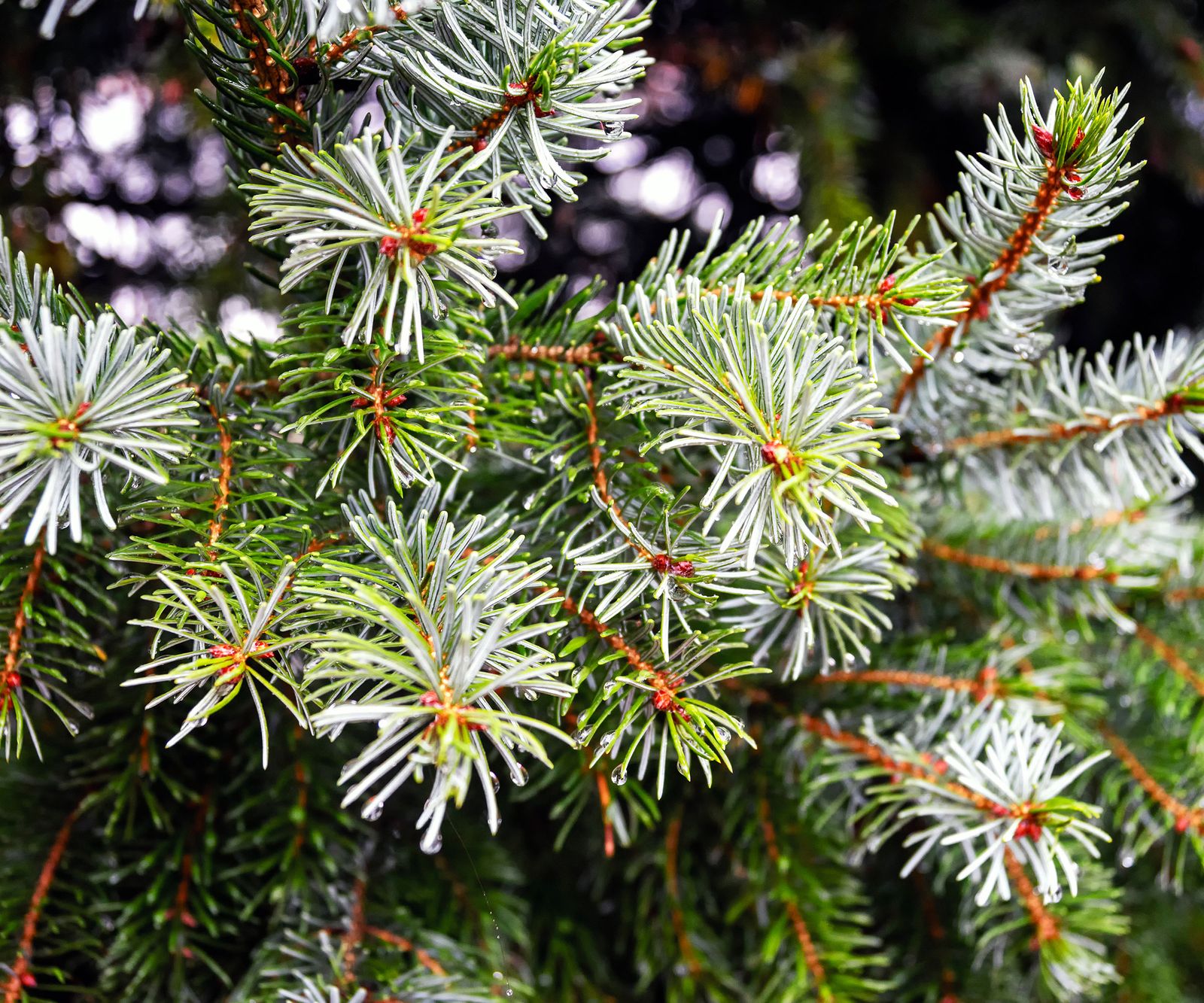 Add Evergreen Beauty With These 5 Types Of Spruce Trees | Gardening ...