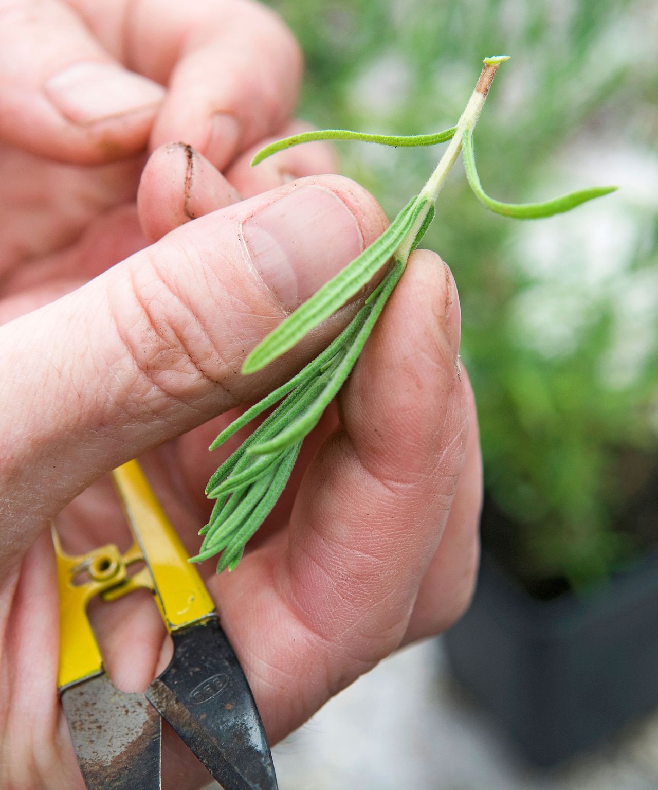 Monty Don’s expert tips for taking cuttings: the easy way to get new ...