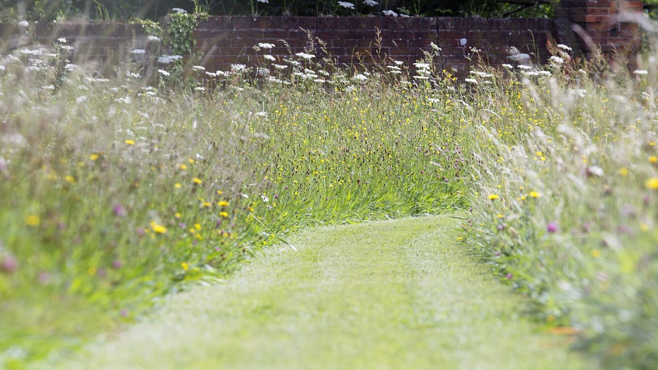 The ‘Lazy Lawn’ Method Designers Are Quietly Embracing…