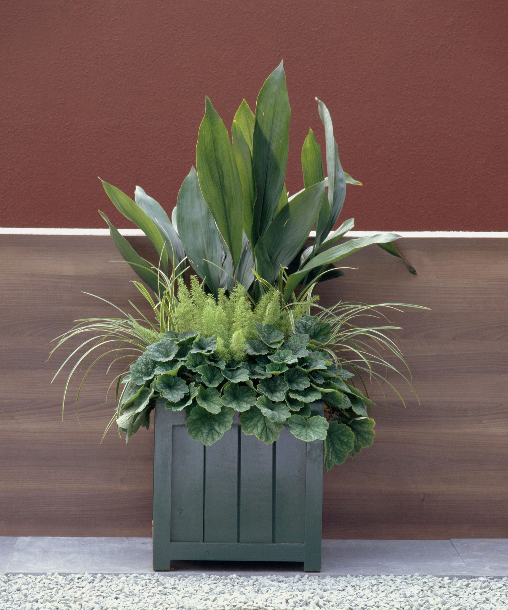 Aspidistra care and growing guide: our top expert tips | Gardeningetc
