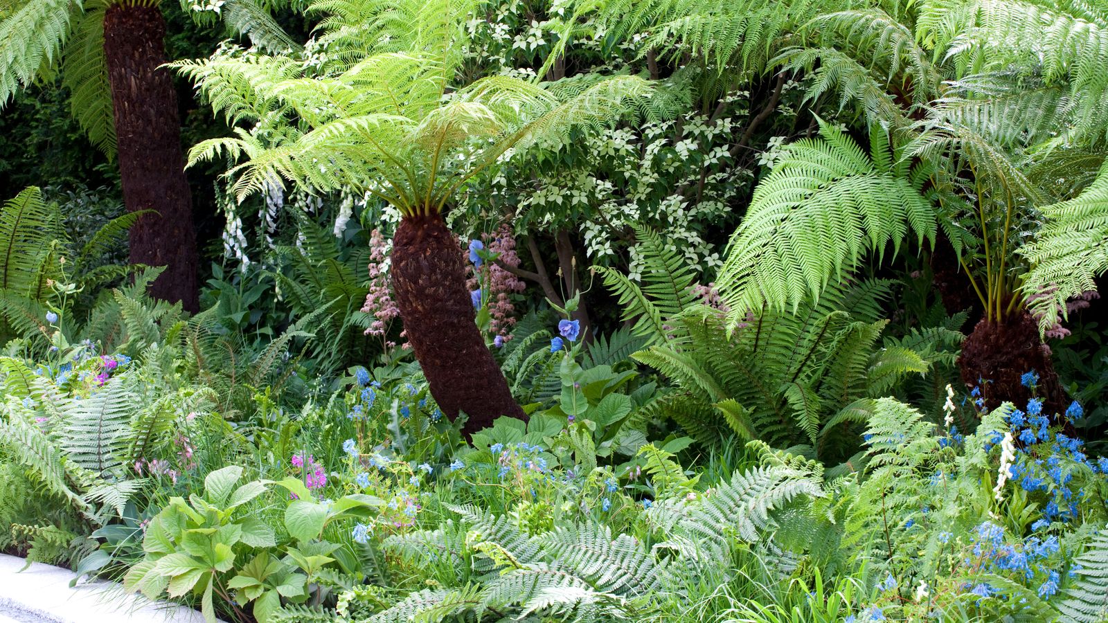 How to grow ferns: when and how to plant and care for them | Homes and ...