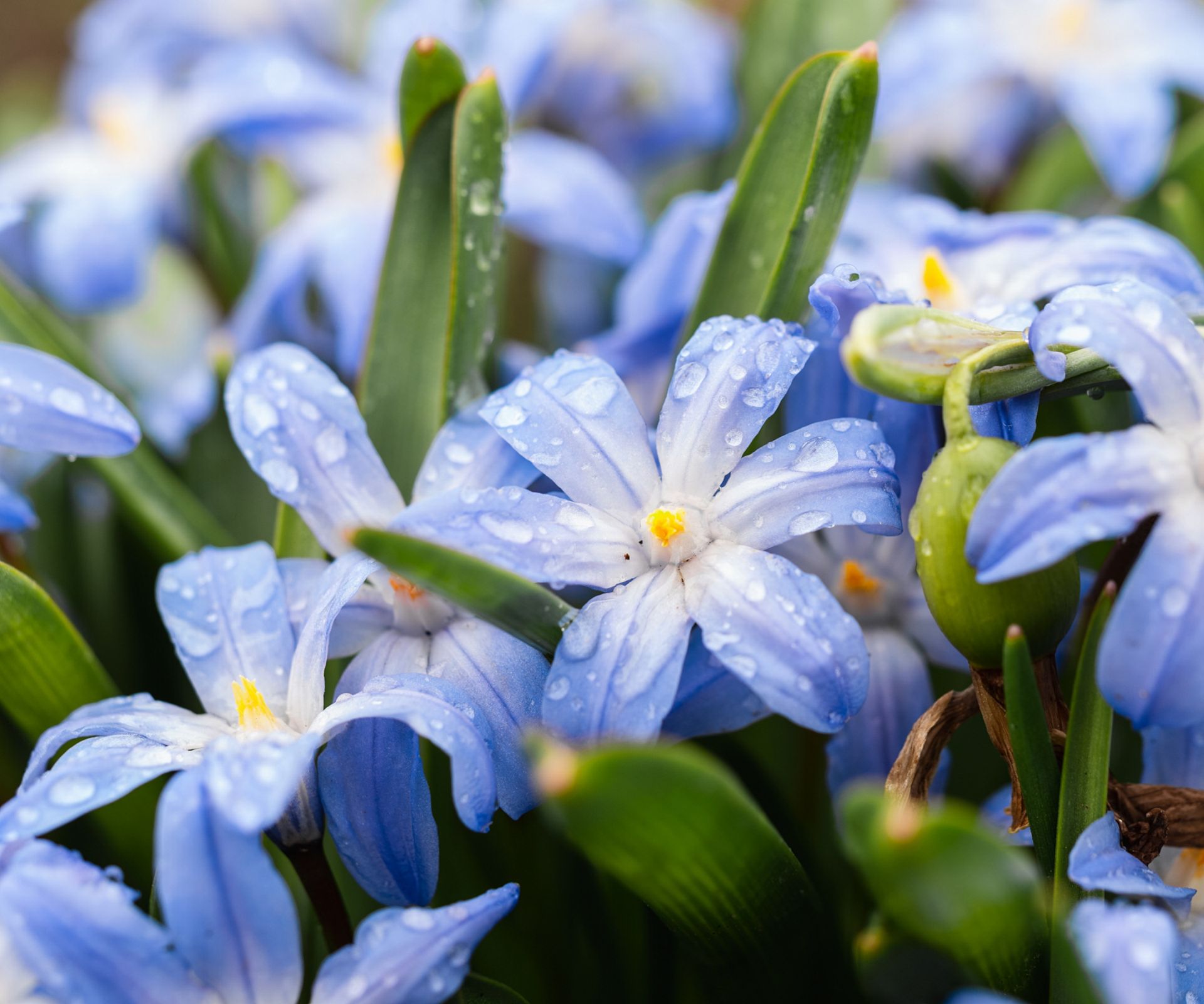 Glory of the snow care and growing guide: expert tips | Homes and Gardens