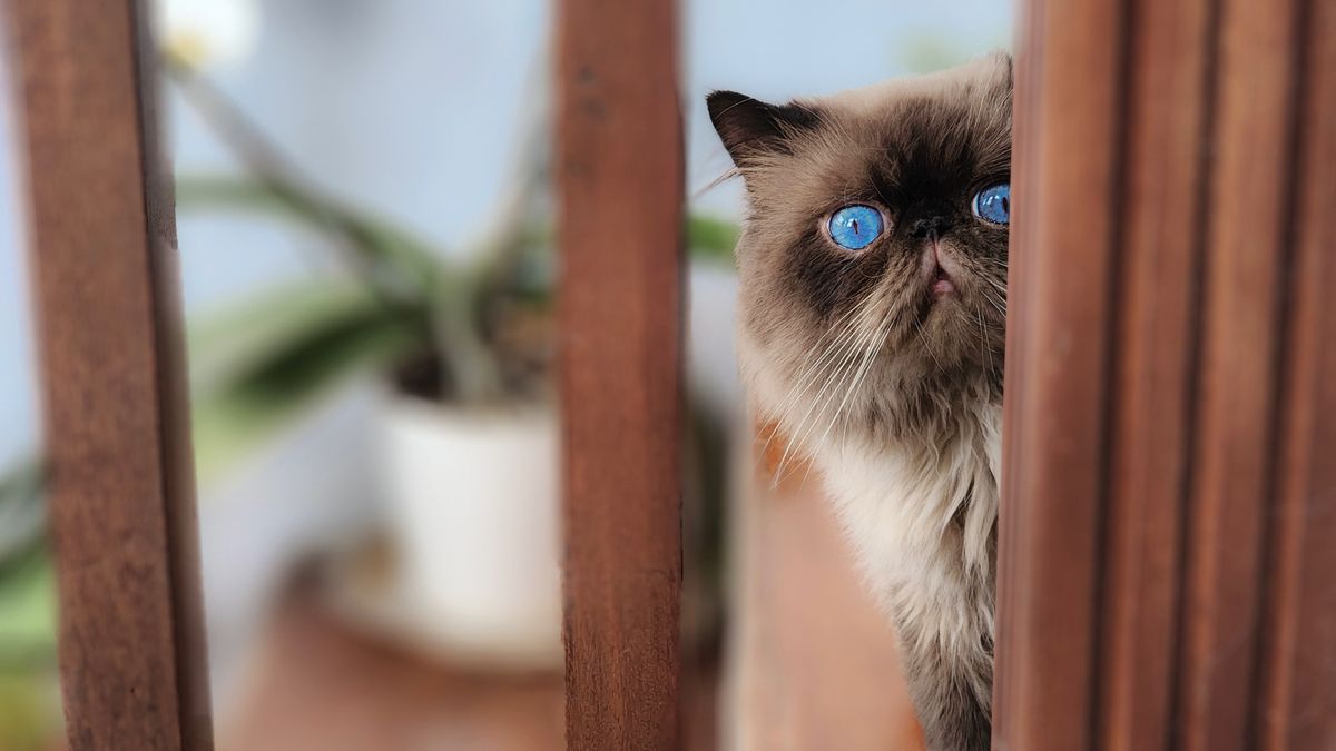 13 fun cat brain facts that are sure to blow your mind | PetsRadar