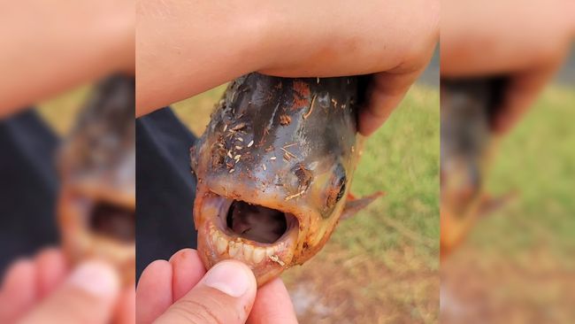 Rare piranha-like fish with 'human teeth' caught by young angler in ...