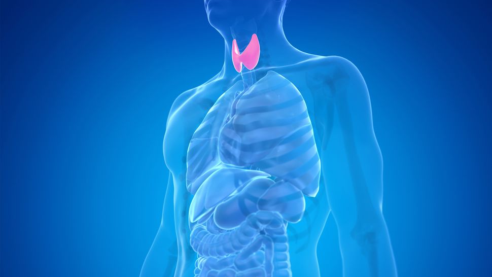 Thyroid Gland: Facts, Function & Diseases | Live Science