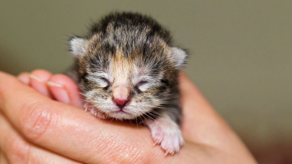 32 facts about kittens | PetsRadar