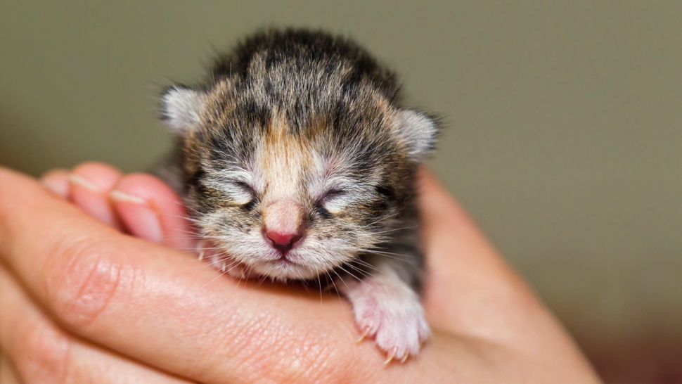 32 facts about kittens | PetsRadar
