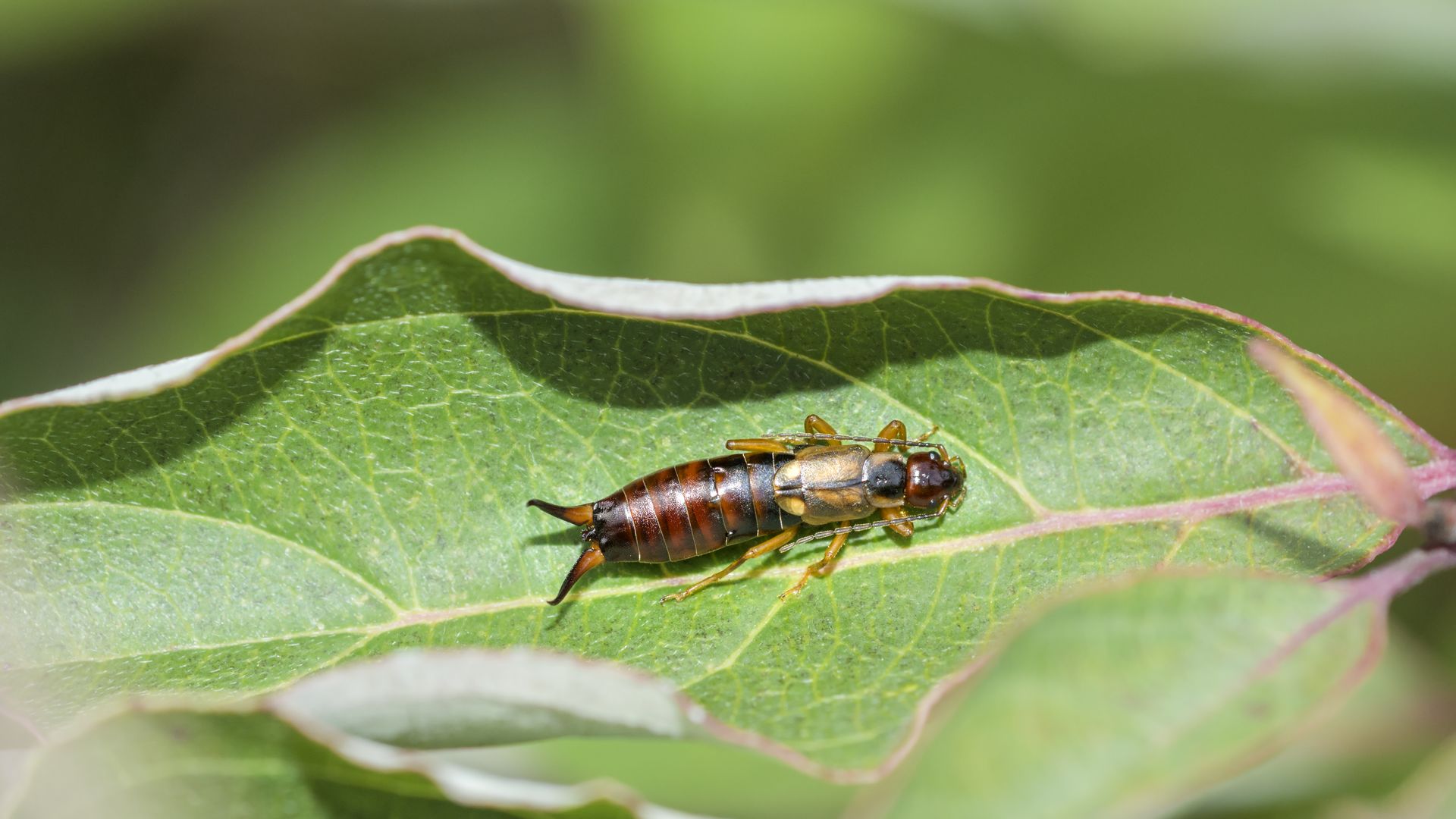 How to Get Rid of Earwigs — and Prevent Them Coming Back | Livingetc