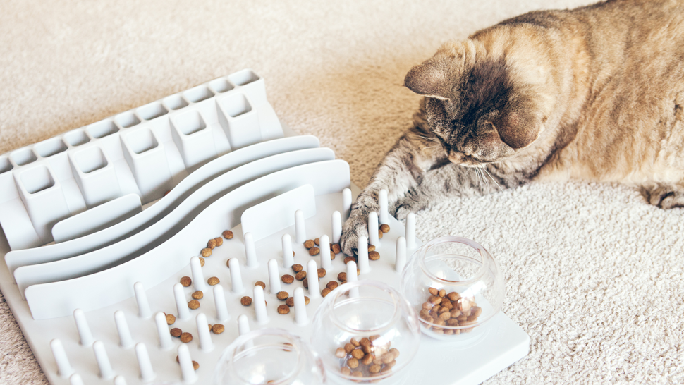 Healthy weight loss for cats: A vet's guide | PetsRadar