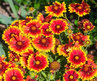 Stunning Summer Flowers You Never Need To Deadhead | Gardening Know How