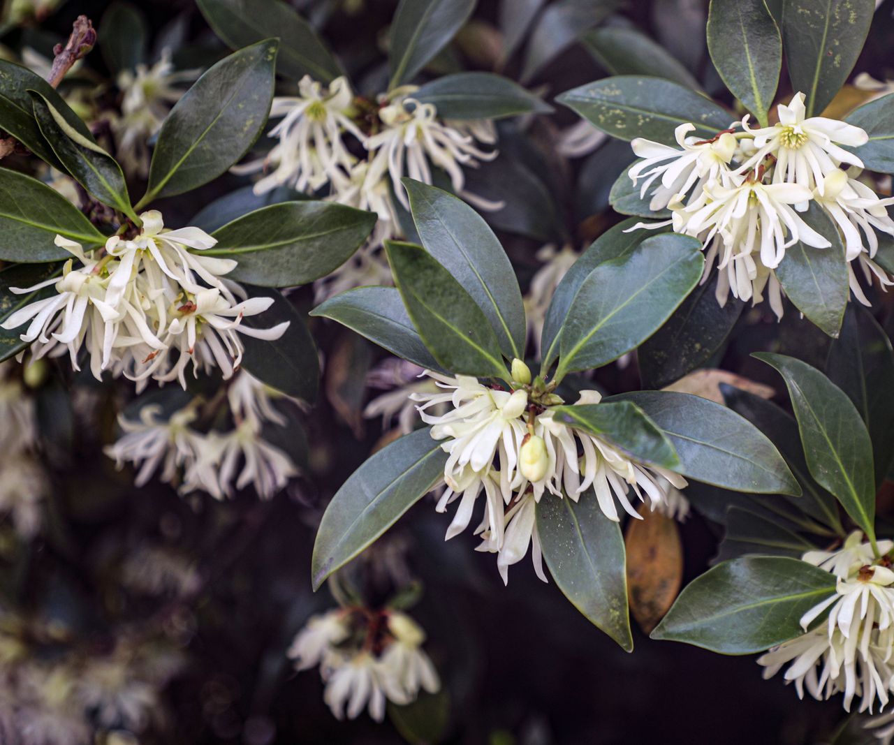 Best fragrant trees: recommended by gardening pros | Homes and Gardens