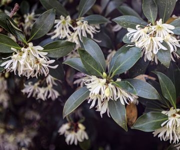 Best fragrant trees: recommended by gardening pros | Homes and Gardens