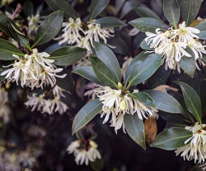 Best fragrant trees: recommended by gardening pros | Homes and Gardens
