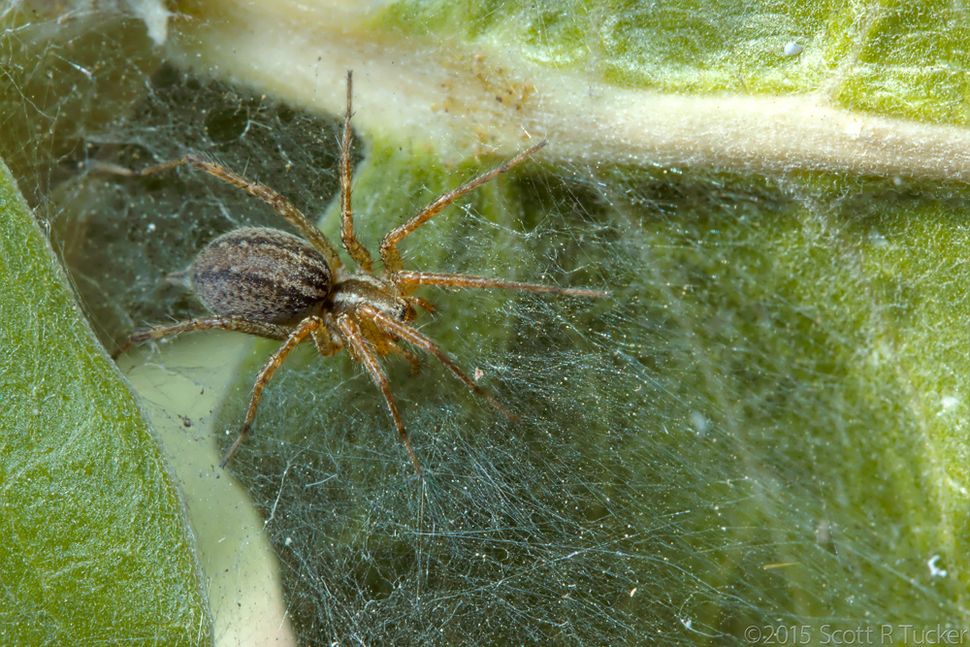 Arachtober in Action: Amazing Photos of Spiders from Around the World ...