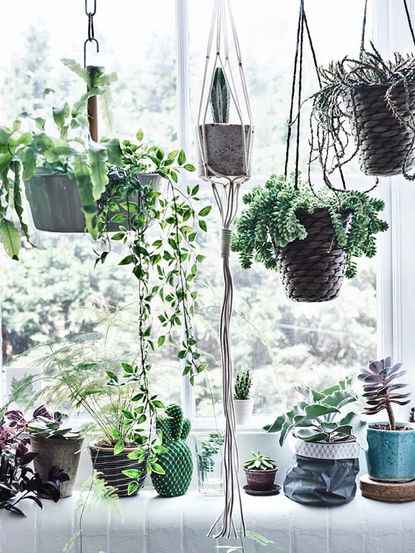 How to turn your windowsill into a thriving indoor garden | Livingetc
