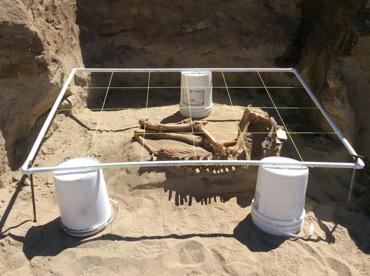 Utah Landscapers Discover Remains of Ice Age Horse | Live Science