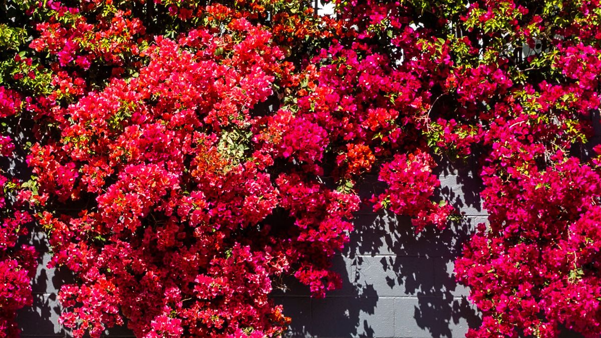 How to propagate bougainvillea: two expert methods to try | Homes and ...