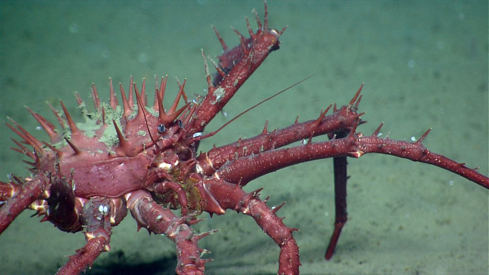 Exotic Deep-Sea Canyon Life at Risk | Live Science