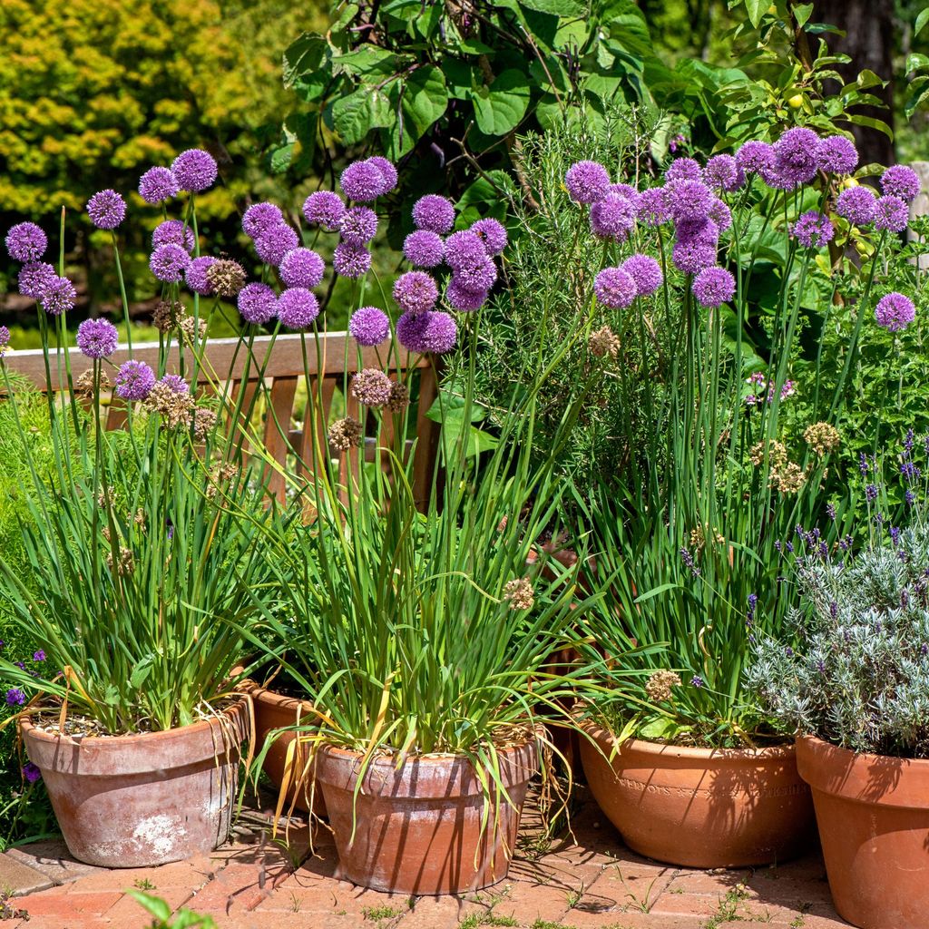 Plant allium bulbs in pots now for striking spring displays | Ideal Home