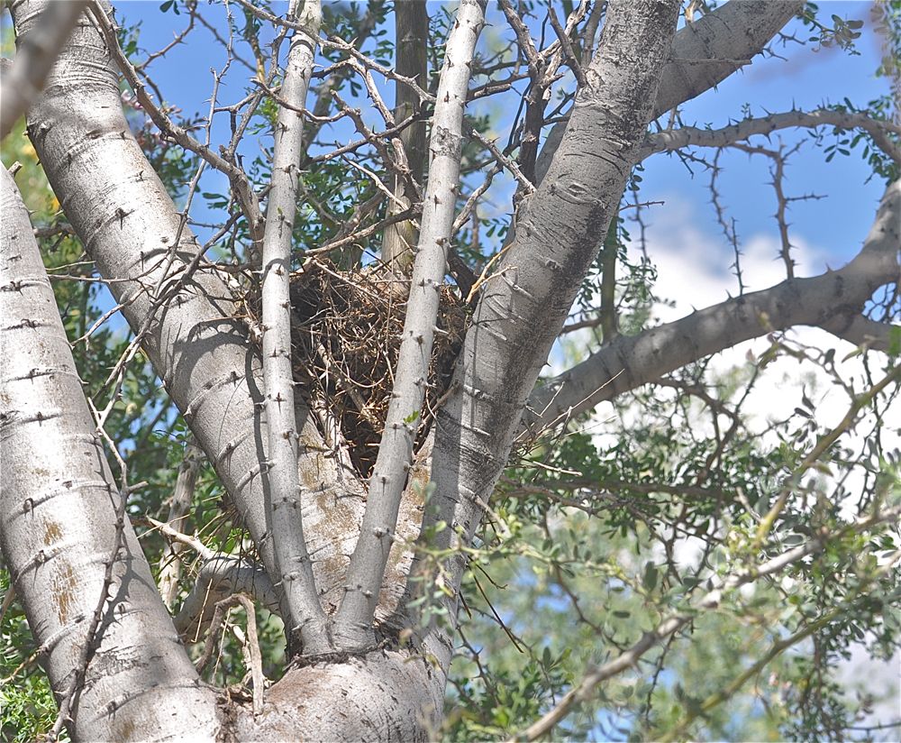 Flowering Beauty: Photos of Desert Ironwood Trees | Live Science
