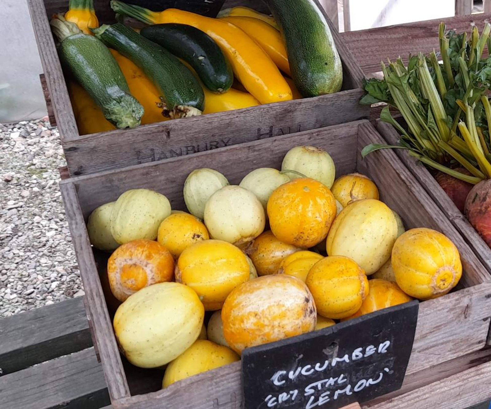 How to grow lemon cucumbers in your vegetable garden | Homes and Gardens