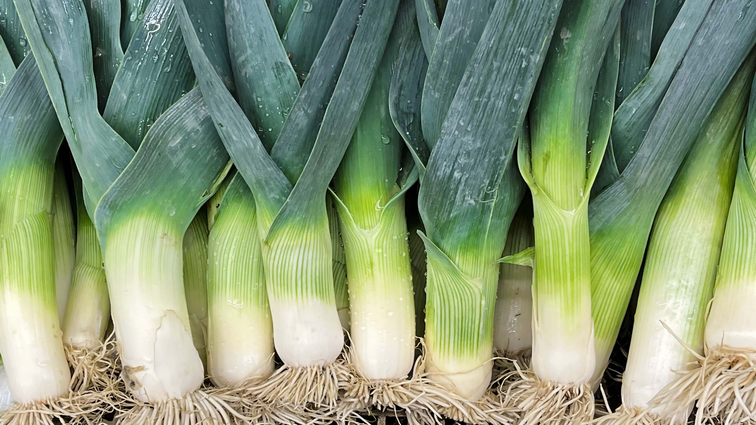 Growing leeks: What to plant, when to to it, and how to make them ...