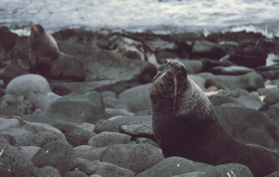 Gallery: Seals of the World | Live Science