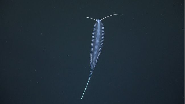 Watch hypnotizing footage of mysterious deep-sea worm dancing in the ...