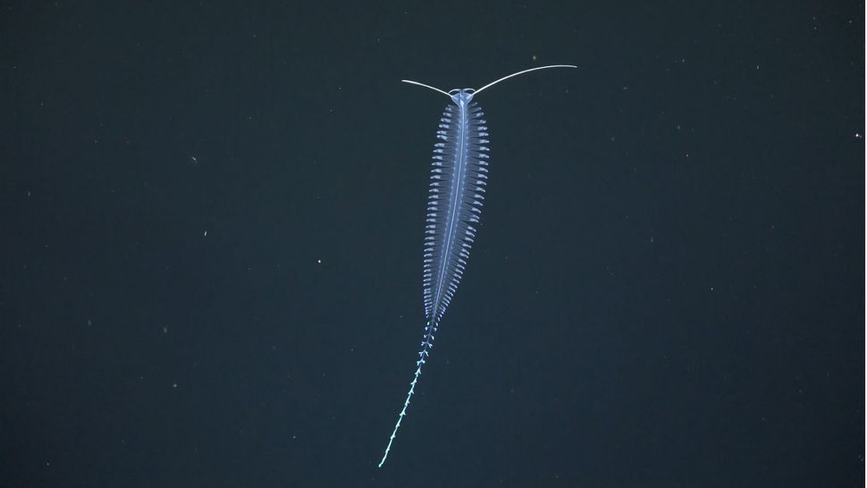 Watch hypnotizing footage of mysterious deep-sea worm dancing in the ...