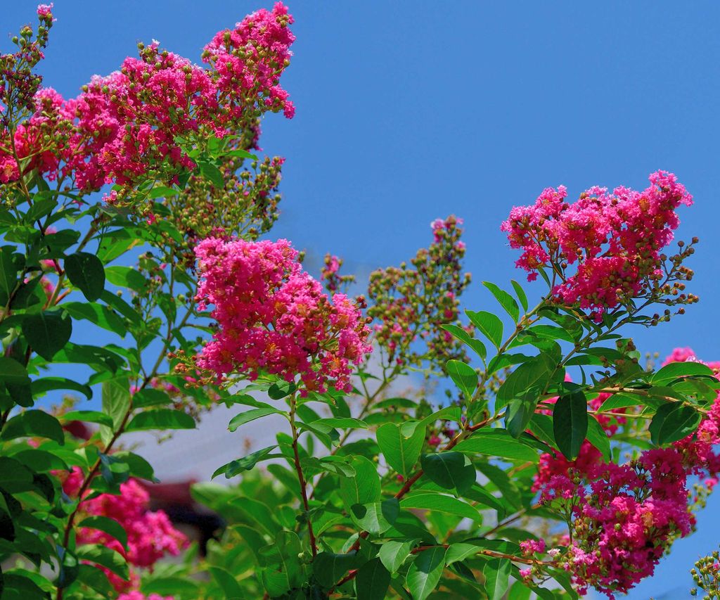 Crepe myrtle care and growing guide: tips for these trees | Homes and Gardens