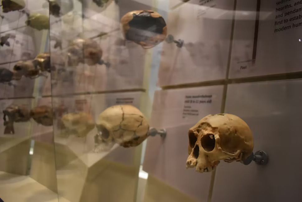 Ancient Hobbits slowed down growth during childhood, showing that ...