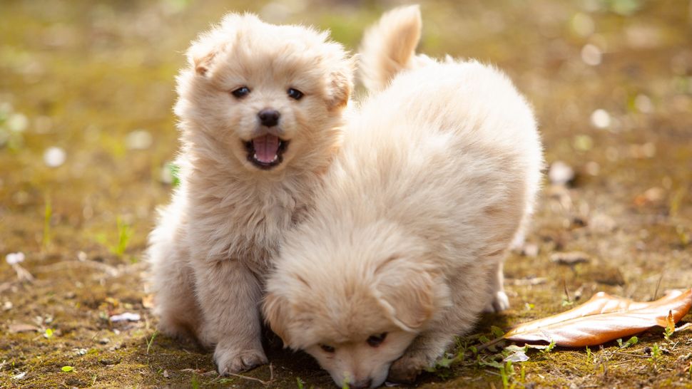 How to stop a puppy barking | PetsRadar