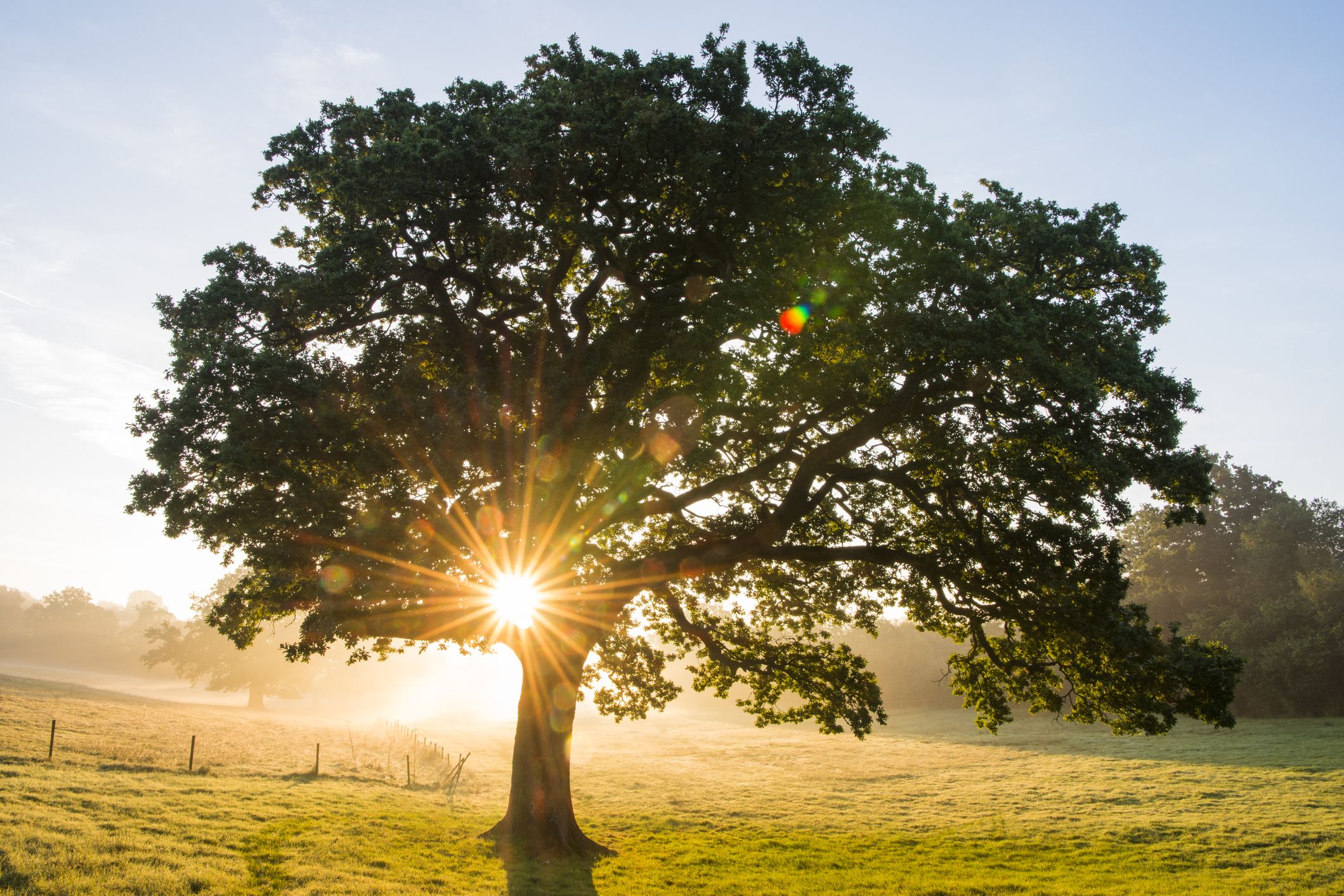A day in the life of an oak tree, from mistle thrush in the morning to ...