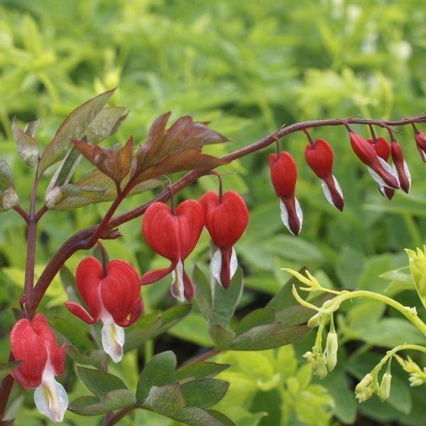 How to plant bare-root bleeding heart: expert garden advice | Homes and ...