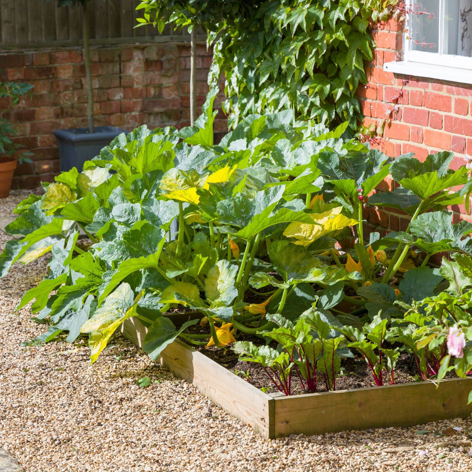 How to grow courgettes: an expert guide to a bumper crop | Ideal Home