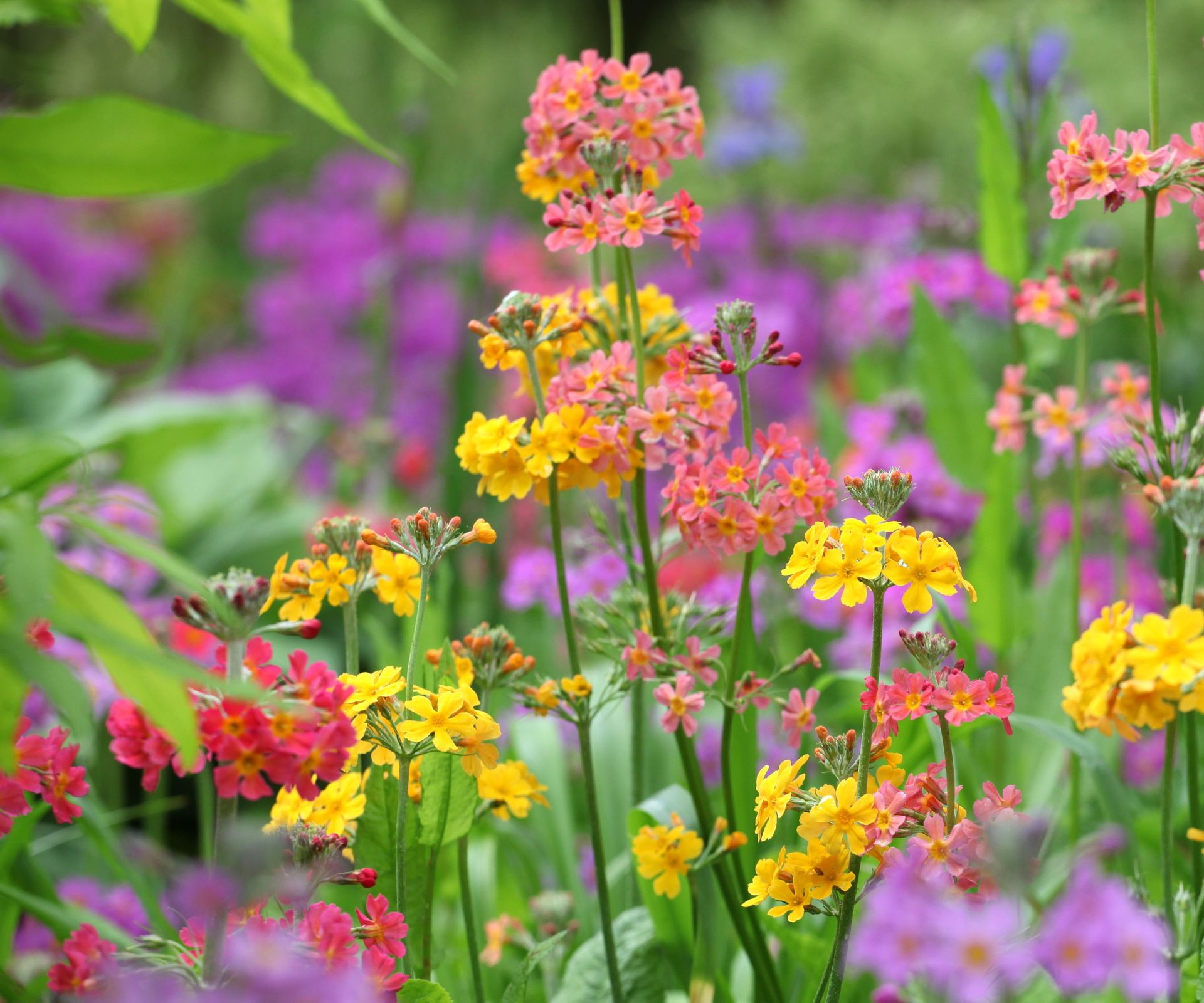 Best flowering ground cover plants: 5 colorful species to grow | Homes ...