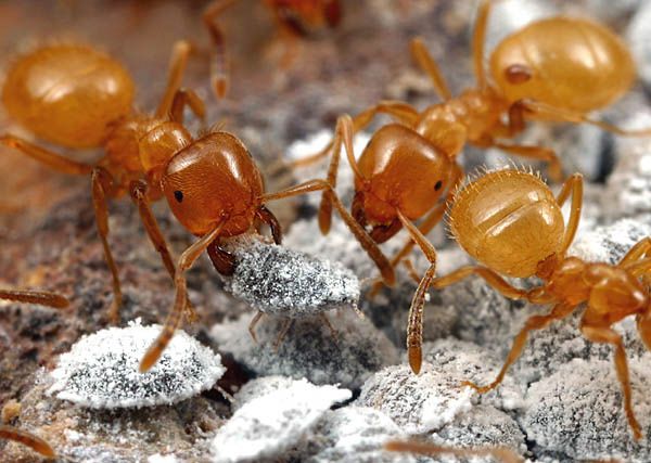 Image Gallery: Ants of the World | Live Science