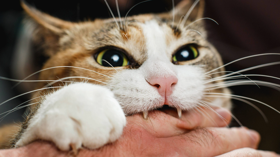 Why does my cat bite me? 8 reasons and how to stop them | PetsRadar