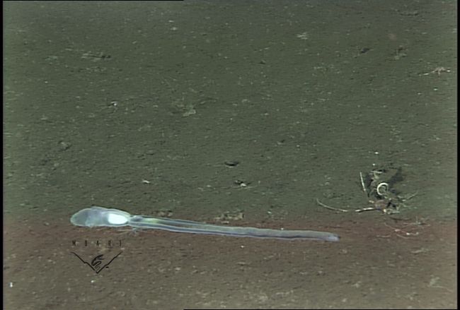 Deep-Sea Creepy-Crawlies: Images of Acorn Worms | Live Science