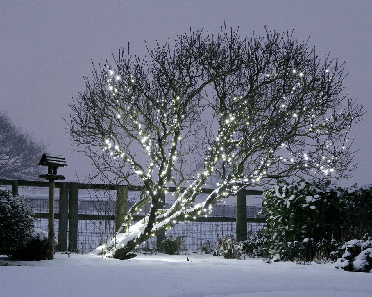10 ways to decorate outdoor trees for Christmas with lights | Real Homes