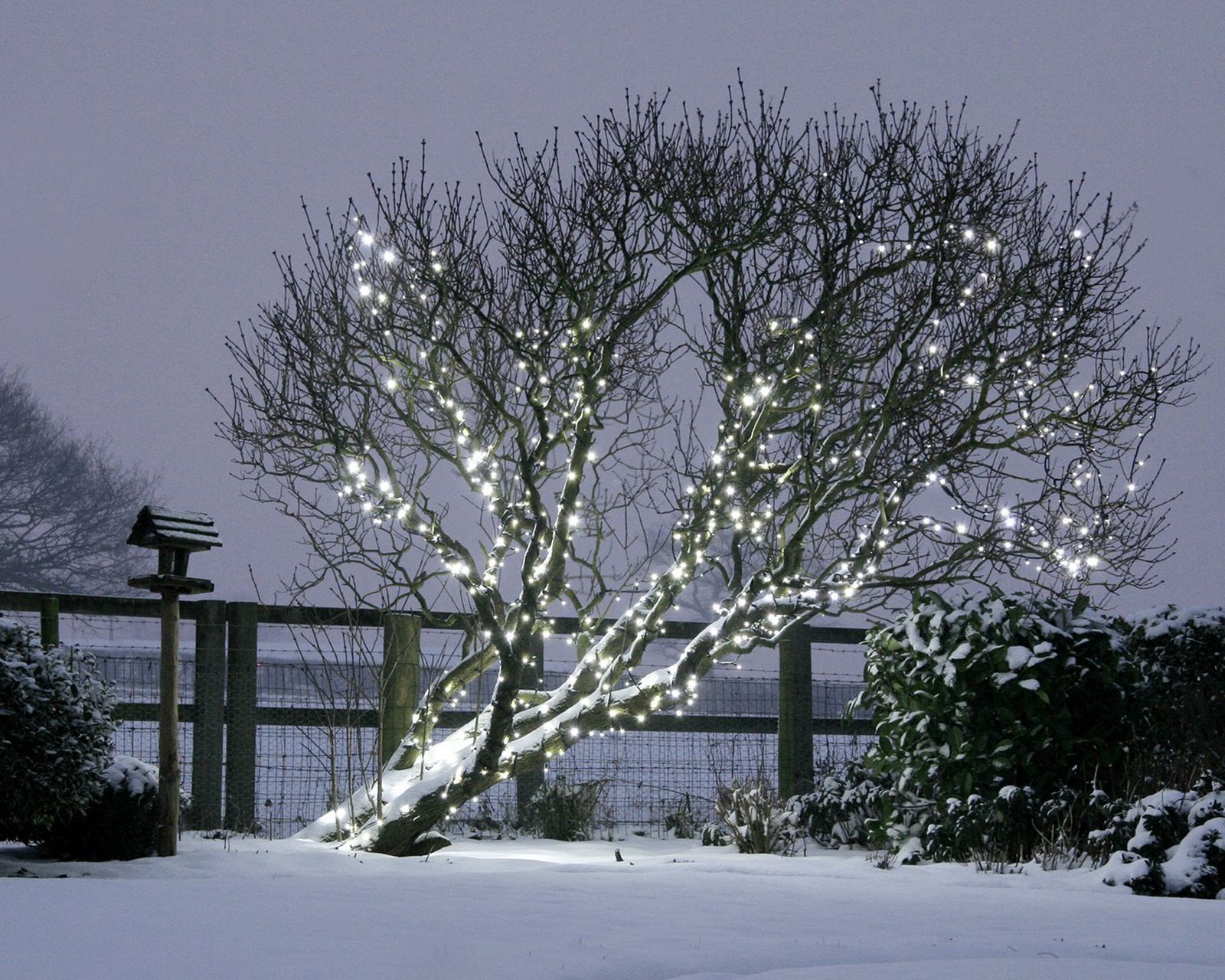 10 ways to decorate outdoor trees for Christmas with lights | Real Homes
