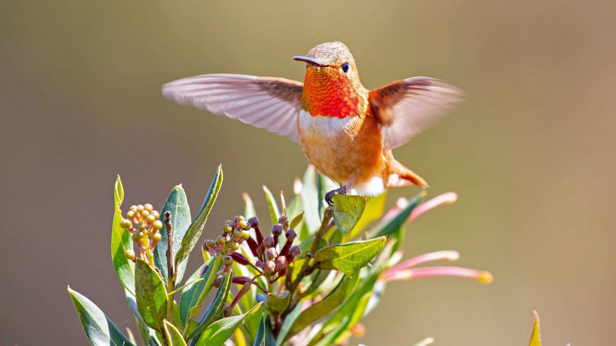 When Hummingbirds Will Return To Your Garden, And How To Keep Them ...