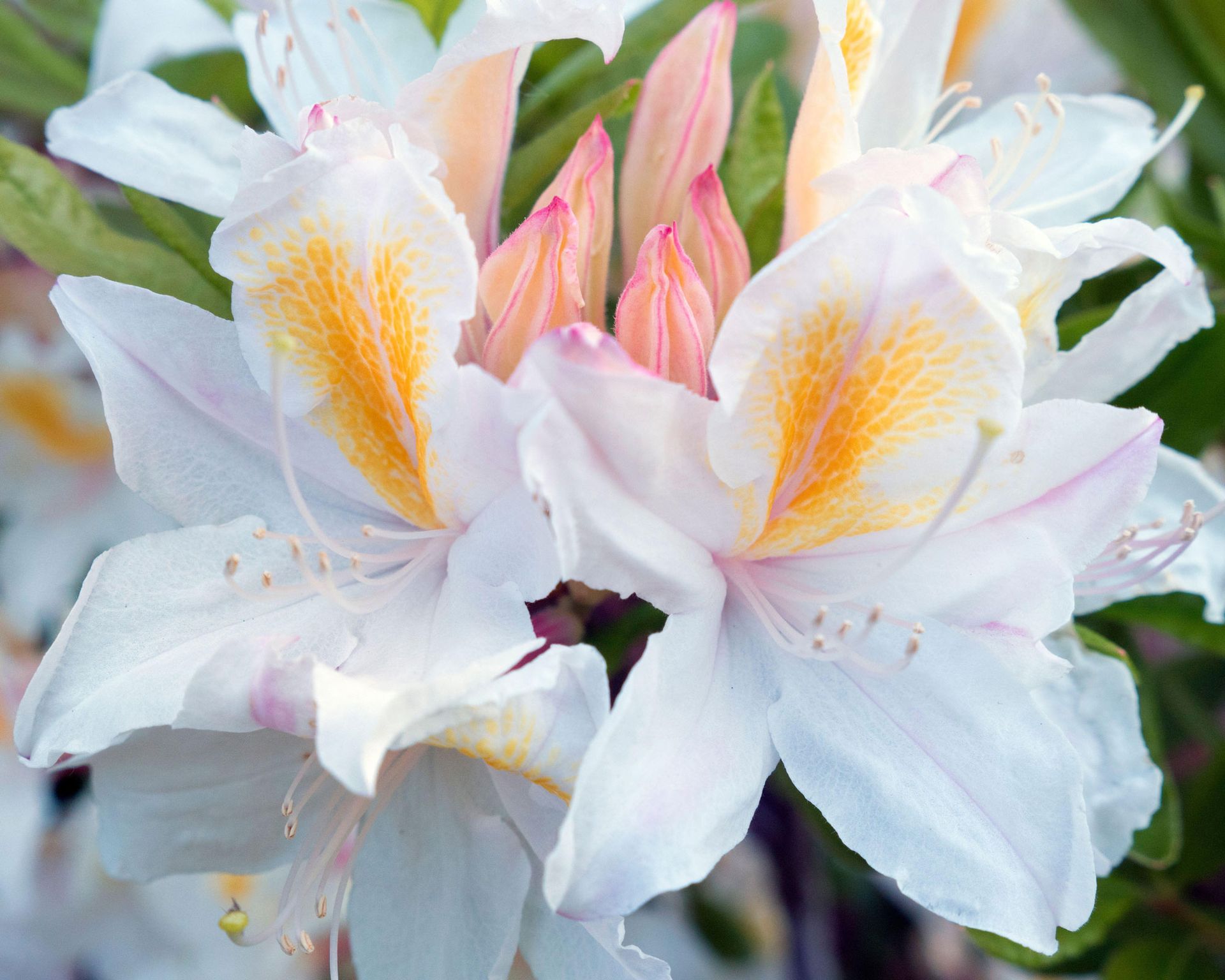 How to care for azaleas | Livingetc