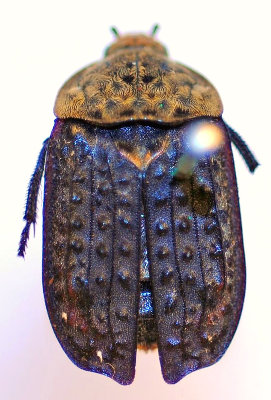 Meet the Beetles: Stunning Museum Specimens from London: Page 3 | Live ...