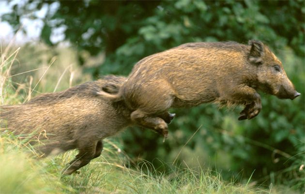 Wild boar on the increase in Britain | Country Life