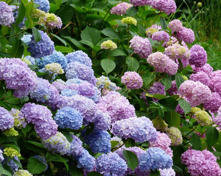 Is hydrangea poisonous to dogs? | Real Homes