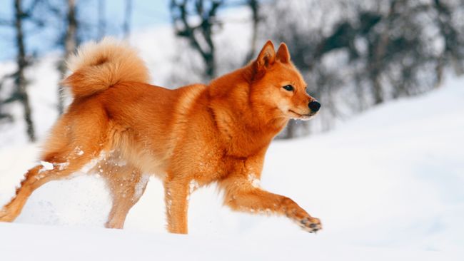 32 popular spitz dog breeds from around the world | PetsRadar