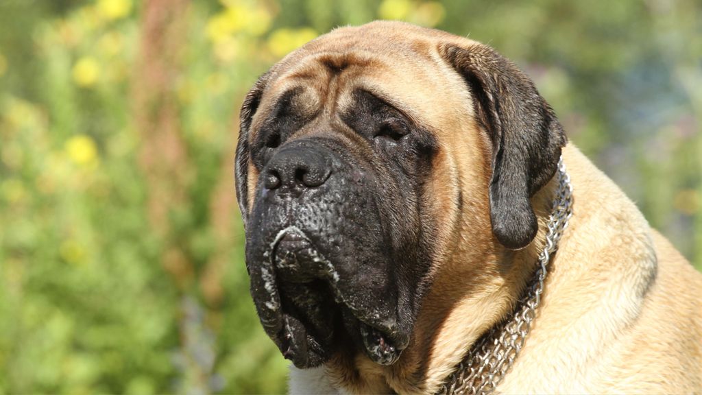 20 laziest dog breeds | PetsRadar